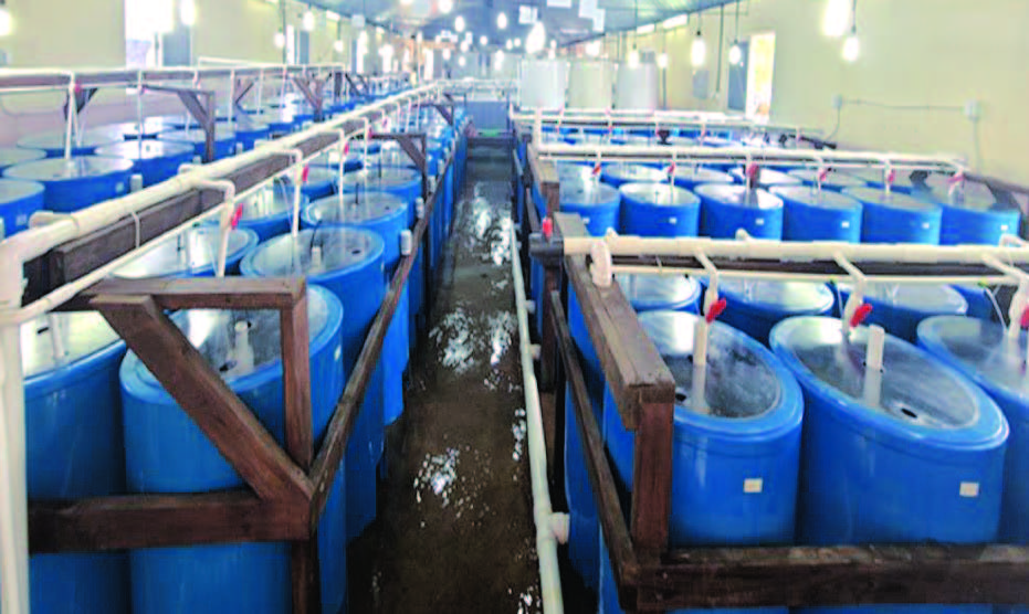 ‘You are what you eat’: Enhancing fish gut health for optimal feed ...