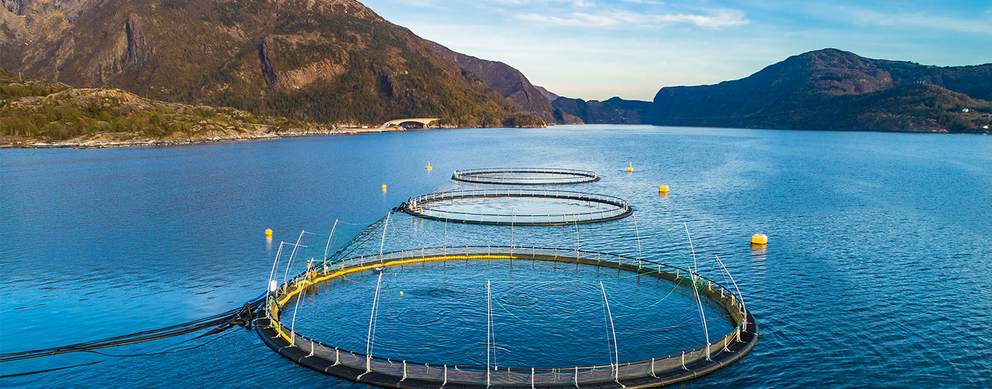 Palatability enhancer - Symrise Aqua Feed