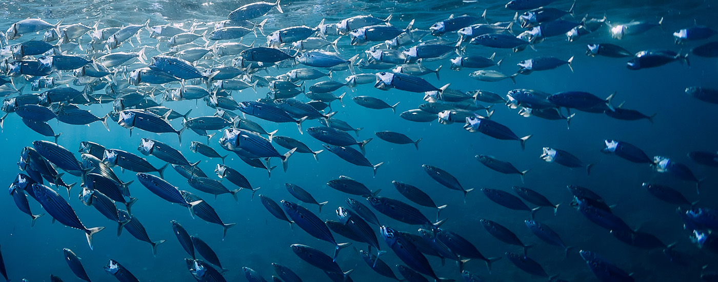 Tuna Liver Powder - Symrise Aqua Feed