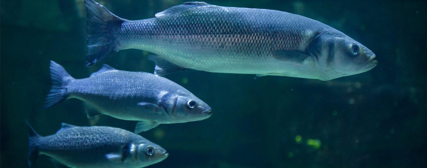 Carnivorous Fish Cool New Carnivorous Plants! | The WildSide Tropical