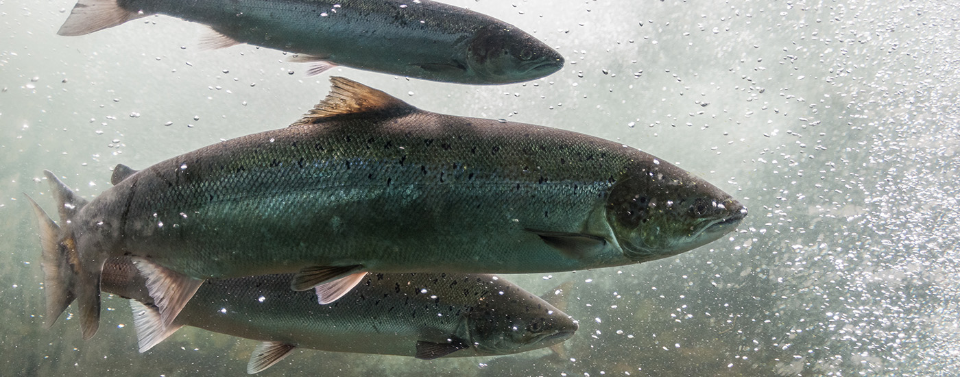 Salmonids - Symrise Aqua Feed