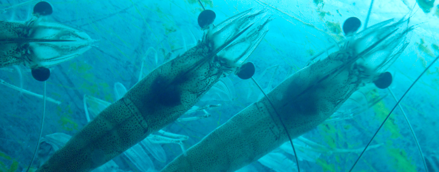 Shrimp - Symrise Aqua Feed